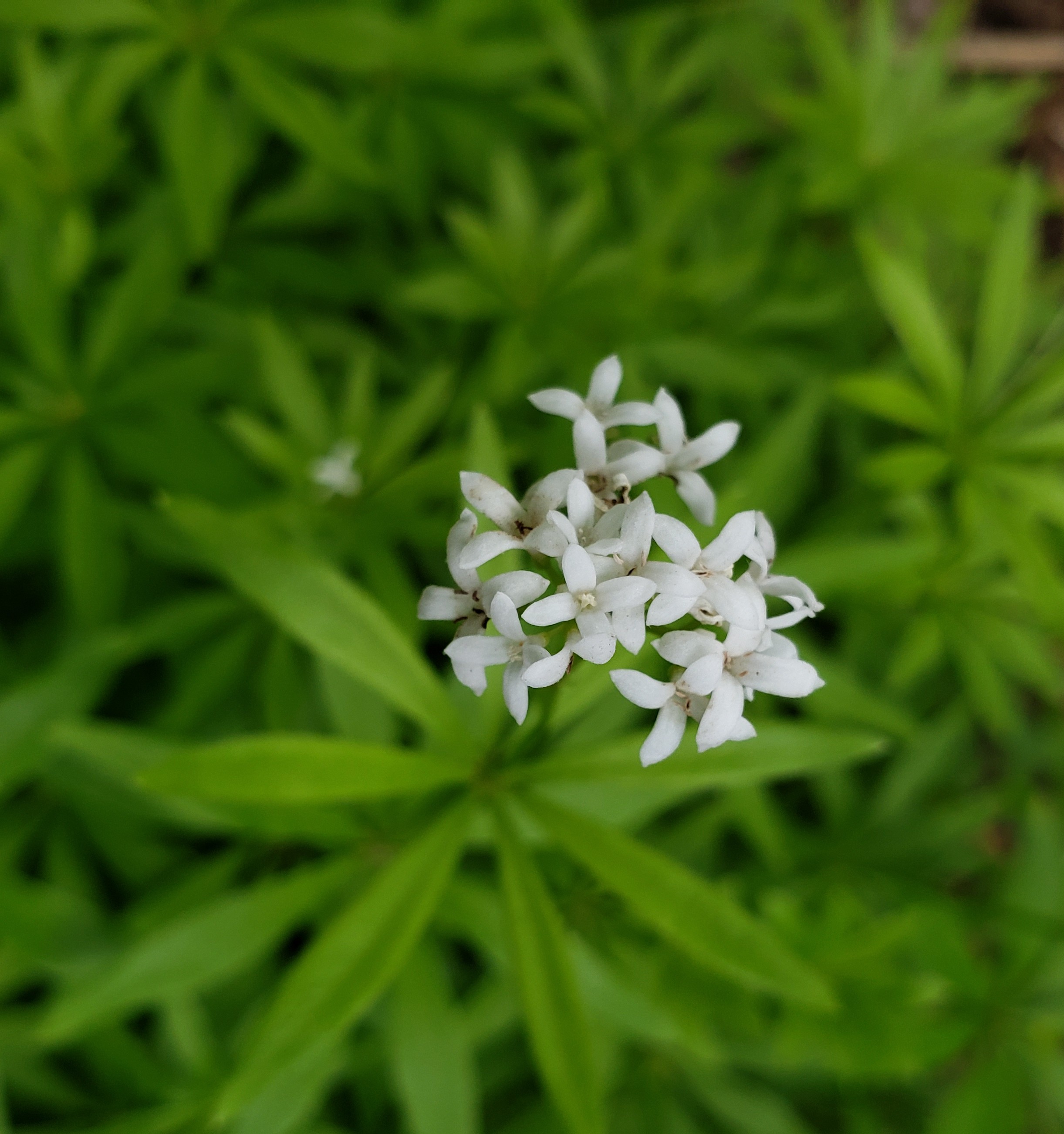 Our Garden Plot | A journal of our garden spot.