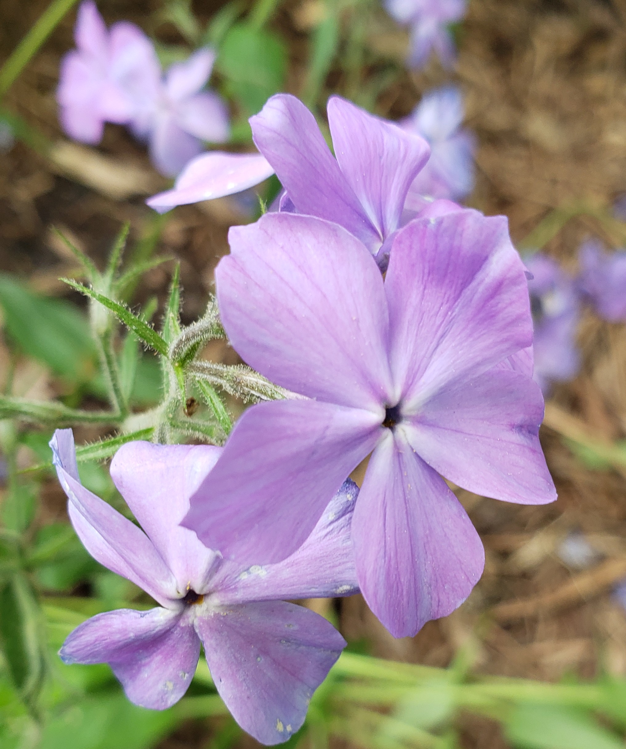 Our Garden Plot | A journal of our garden spot.